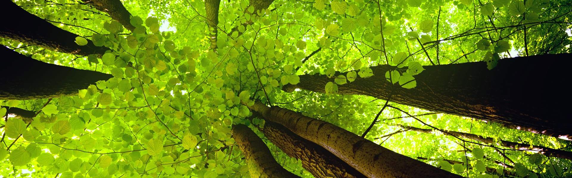 Declaration of Sustainability